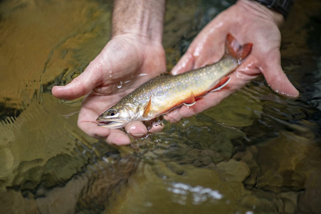 The Power Of Native. - Trout Unlimited