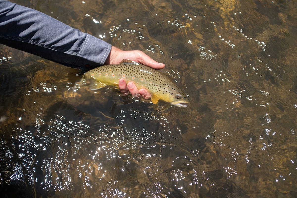 The True Cast - Secret Spots - Trout Unlimited