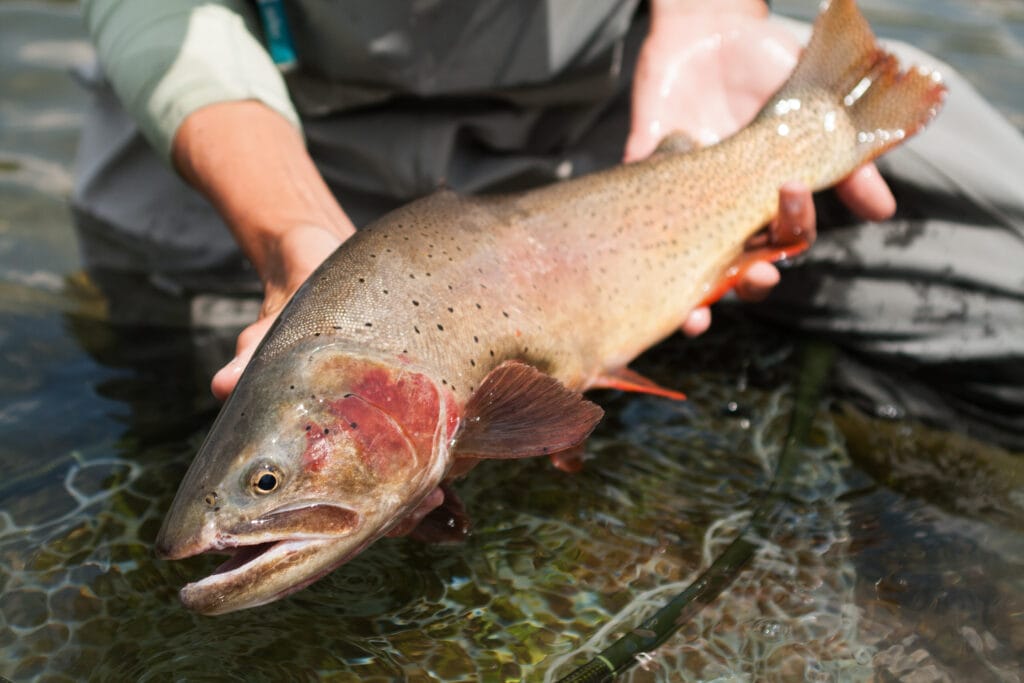 Tip – Fishing Streamers - Trout Unlimited