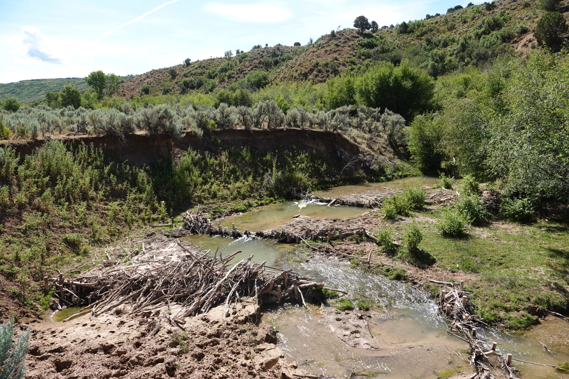 The Human Beavers Of The Weber - Trout Unlimited