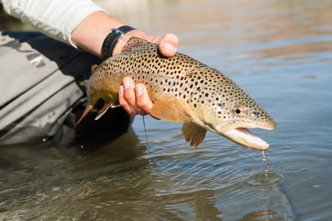 The True Cast - Does Angler Pressure Affect What Trout Eat? - Trout ...