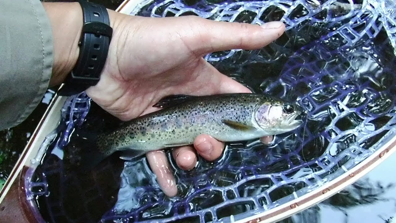 Biden Expands San Gabriel Mountains National Monument - Trout Unlimited