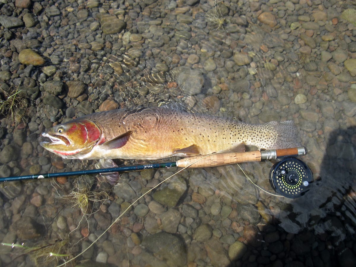 Protecting Your Home Waters And America’s First Ranger Station - Trout ...