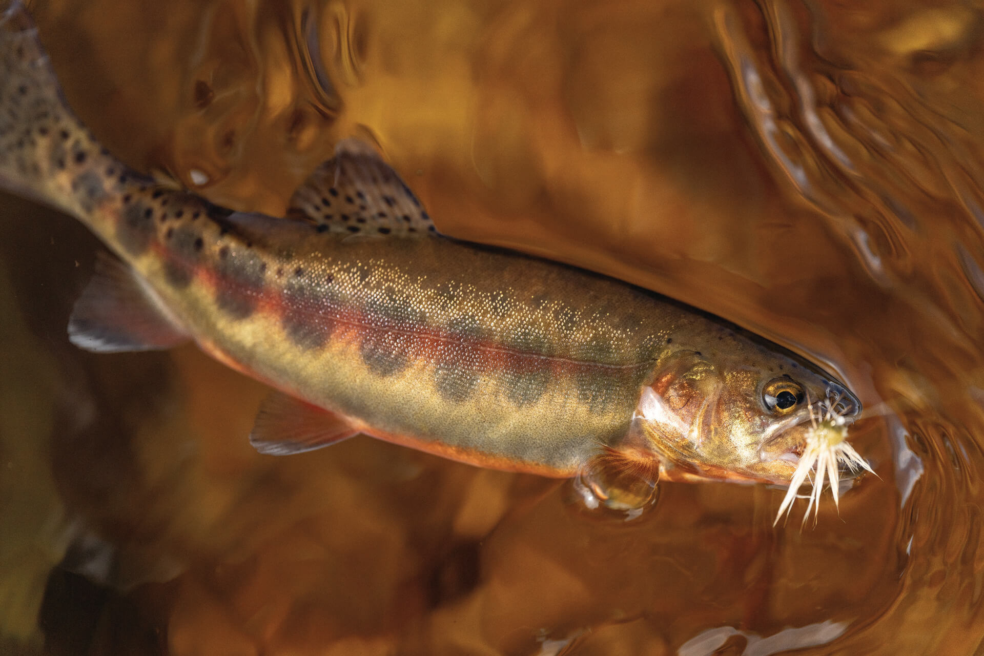Precious Mettle - Trout Unlimited