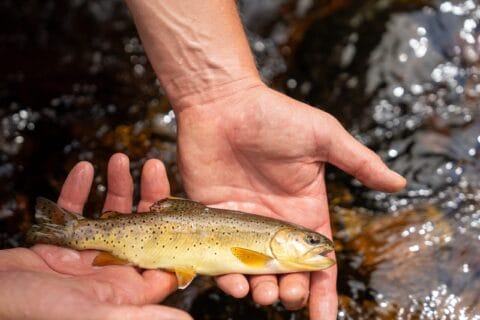 It’s Official: Apache Trout Are Back - Trout Unlimited