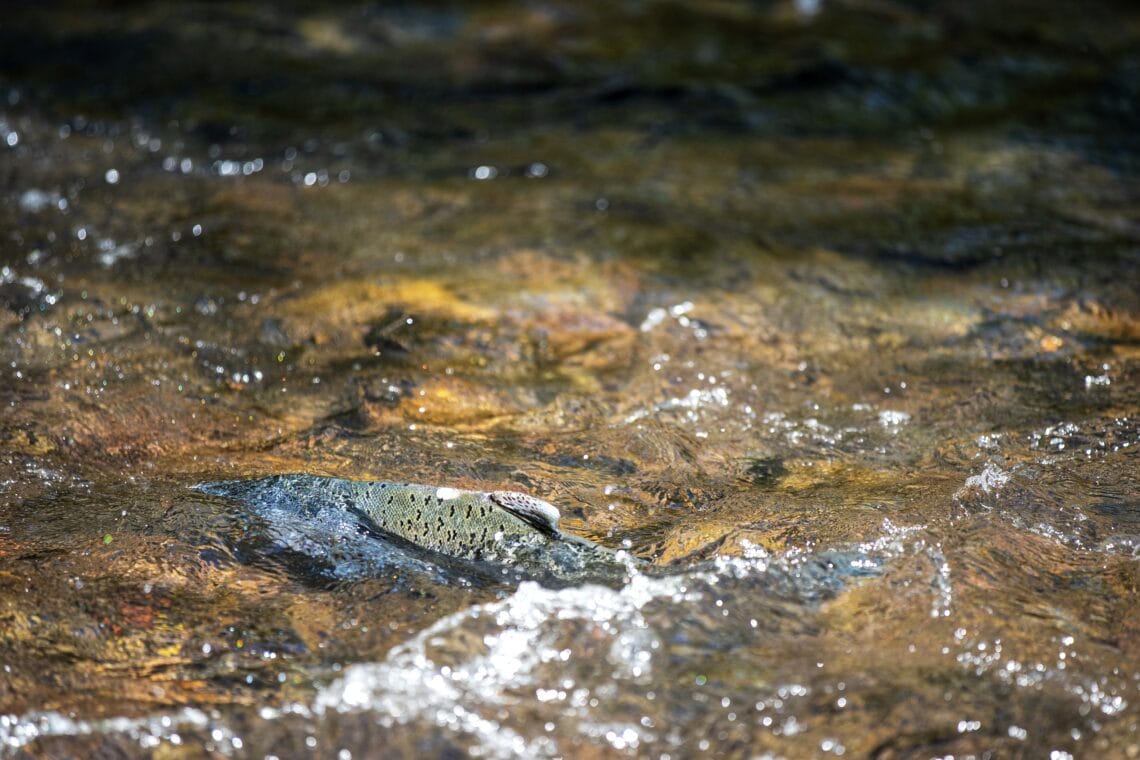 Trout Unlimited | Home