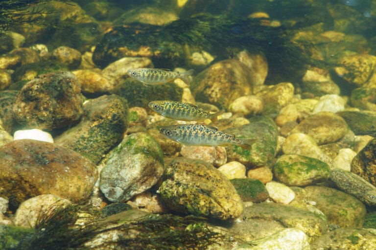 Solving A Math Problem For Snake River Chinook - Trout Unlimited