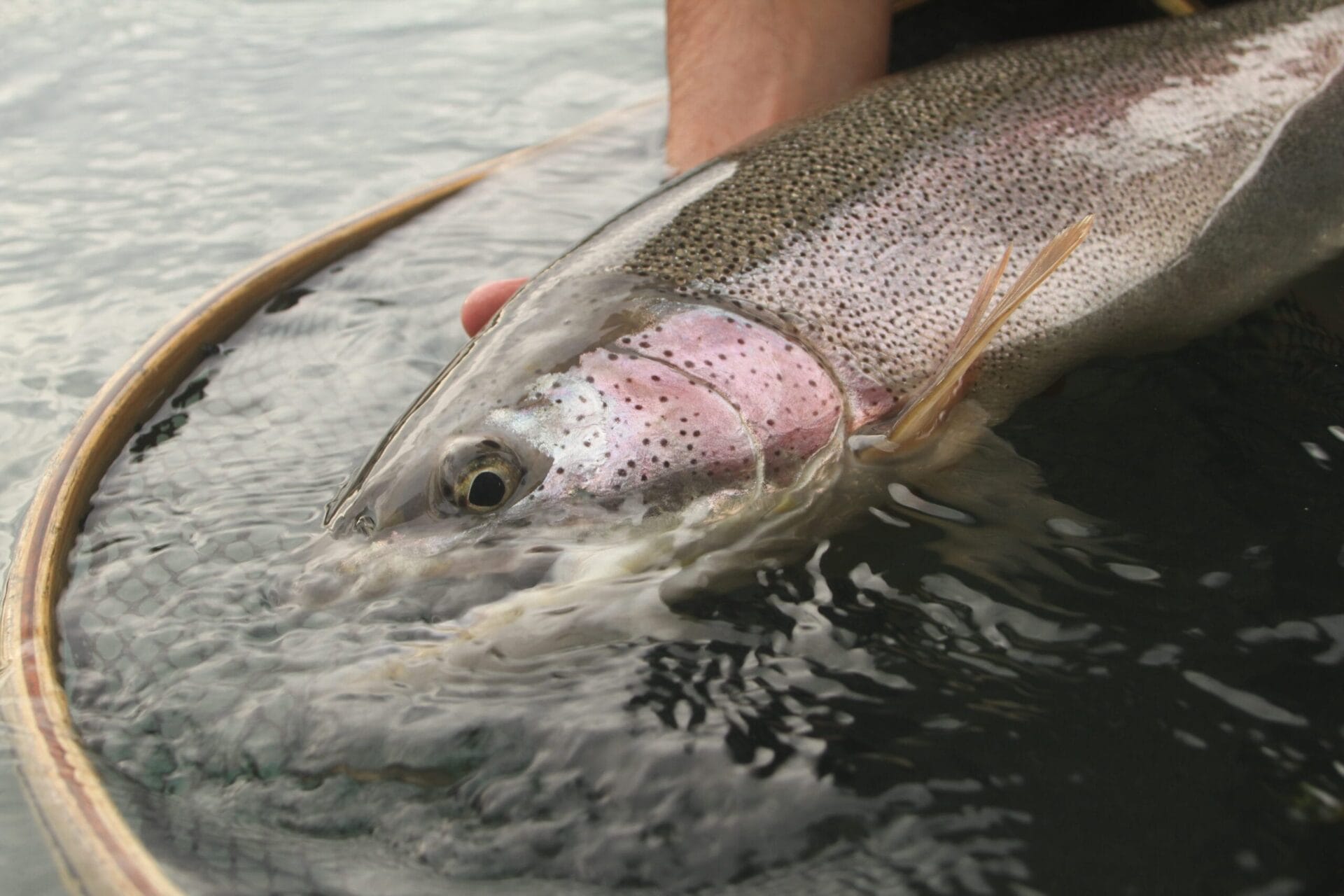 Breakthrough For The Eel - Trout Unlimited
