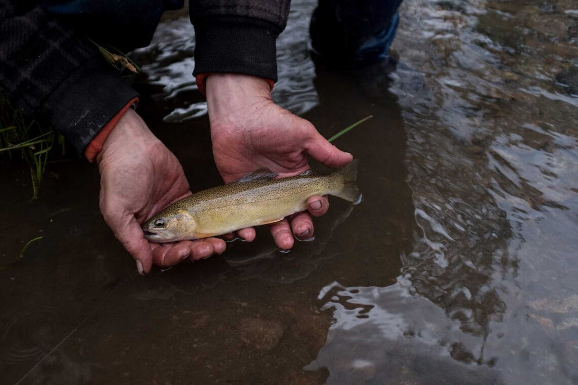 Trout Unlimited | Home