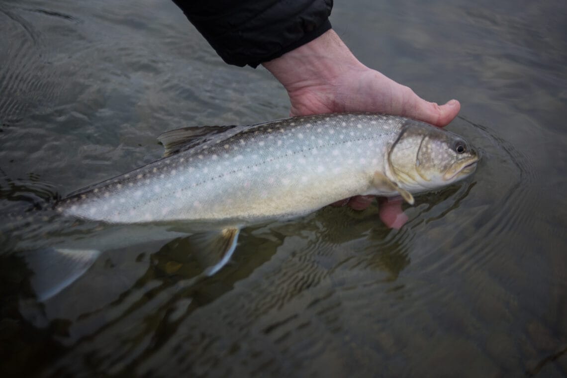 Trout Unlimited | Home