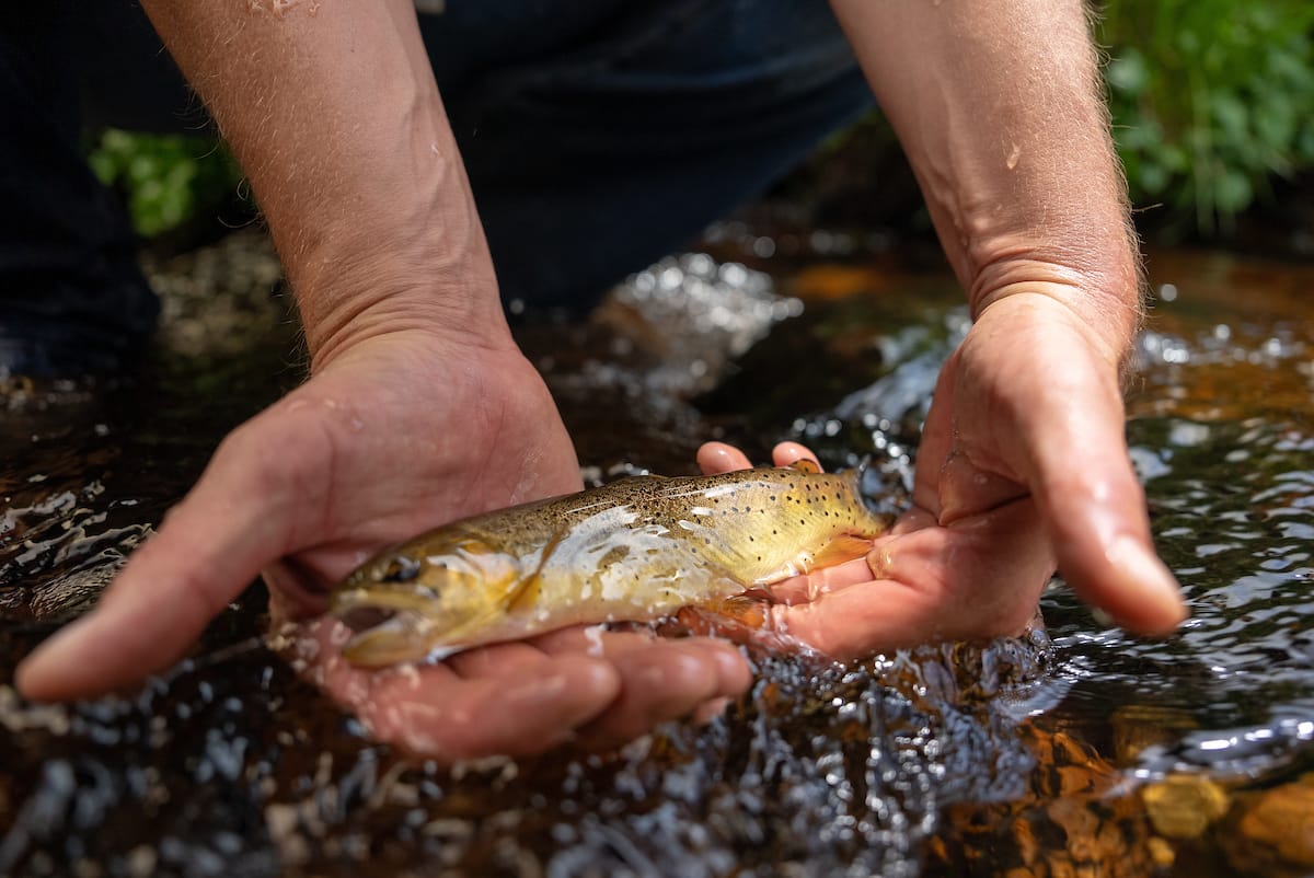 Leave It To ReBeaver: A New Future For River Restoration In The West ...