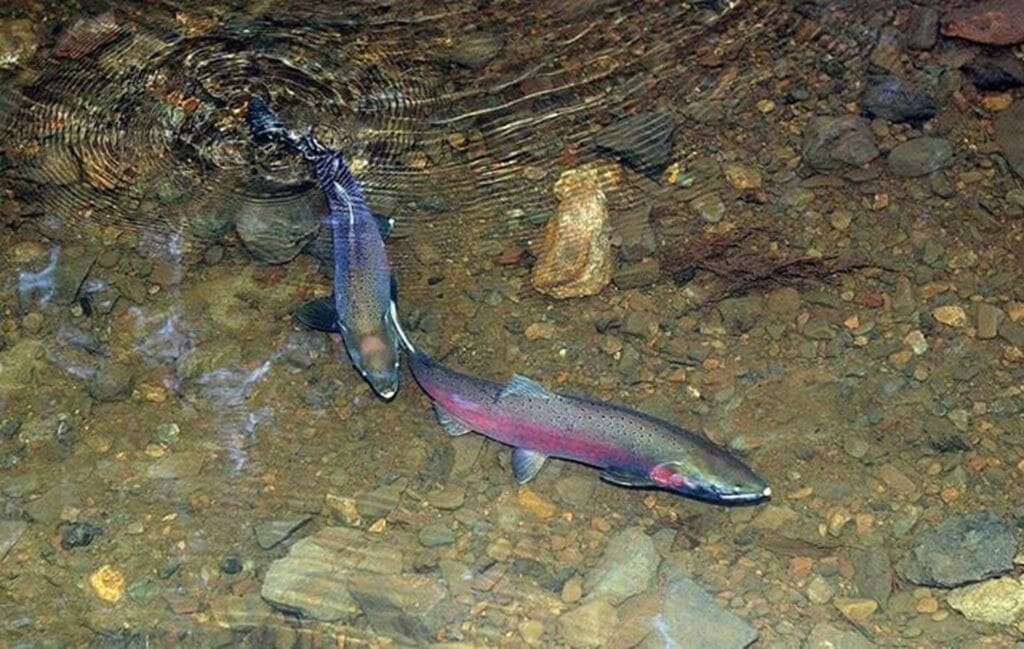 Faces Of Restoration: California North Coast - Trout Unlimited