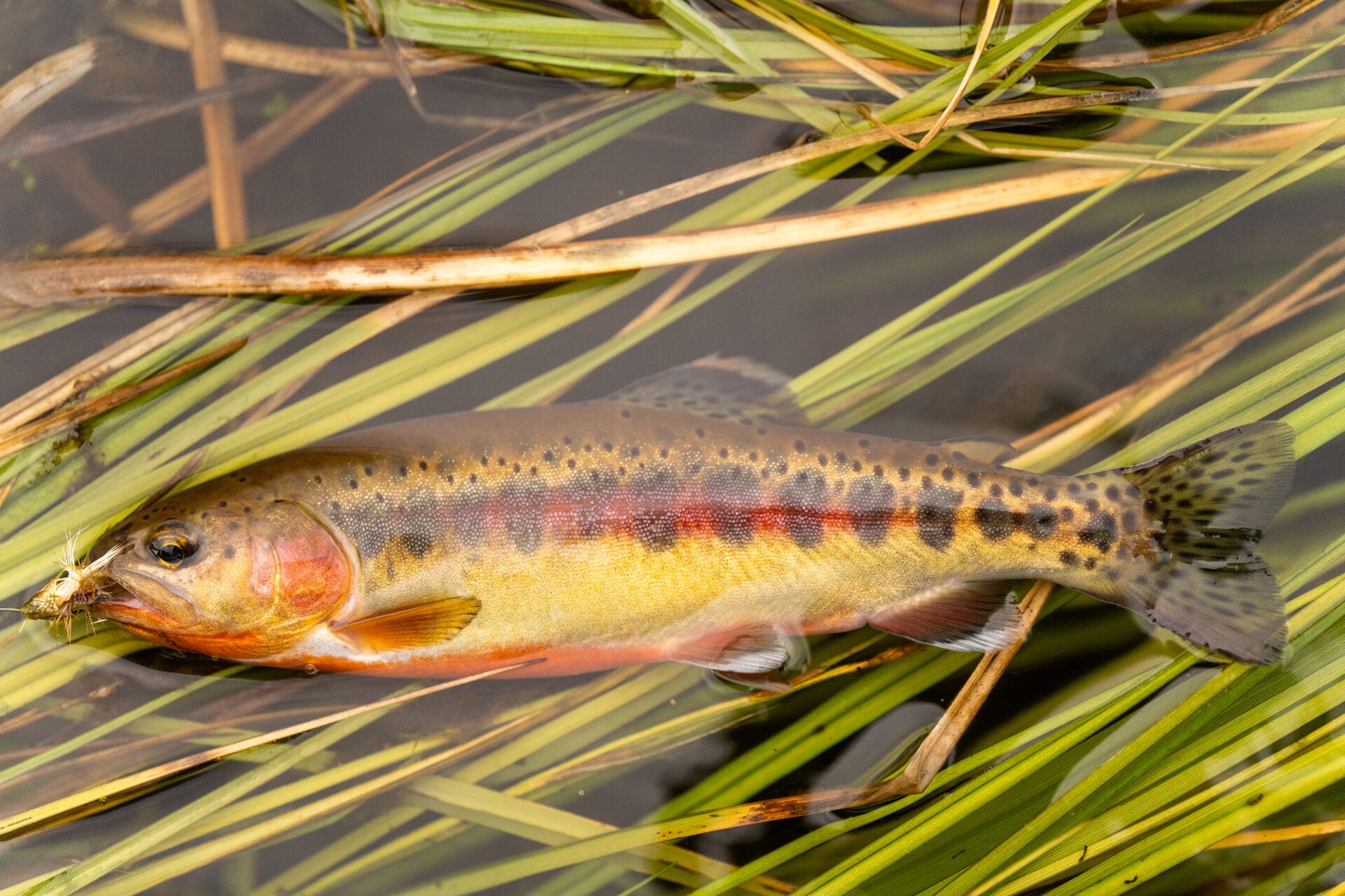 Trout Magazine - Trout Unlimited