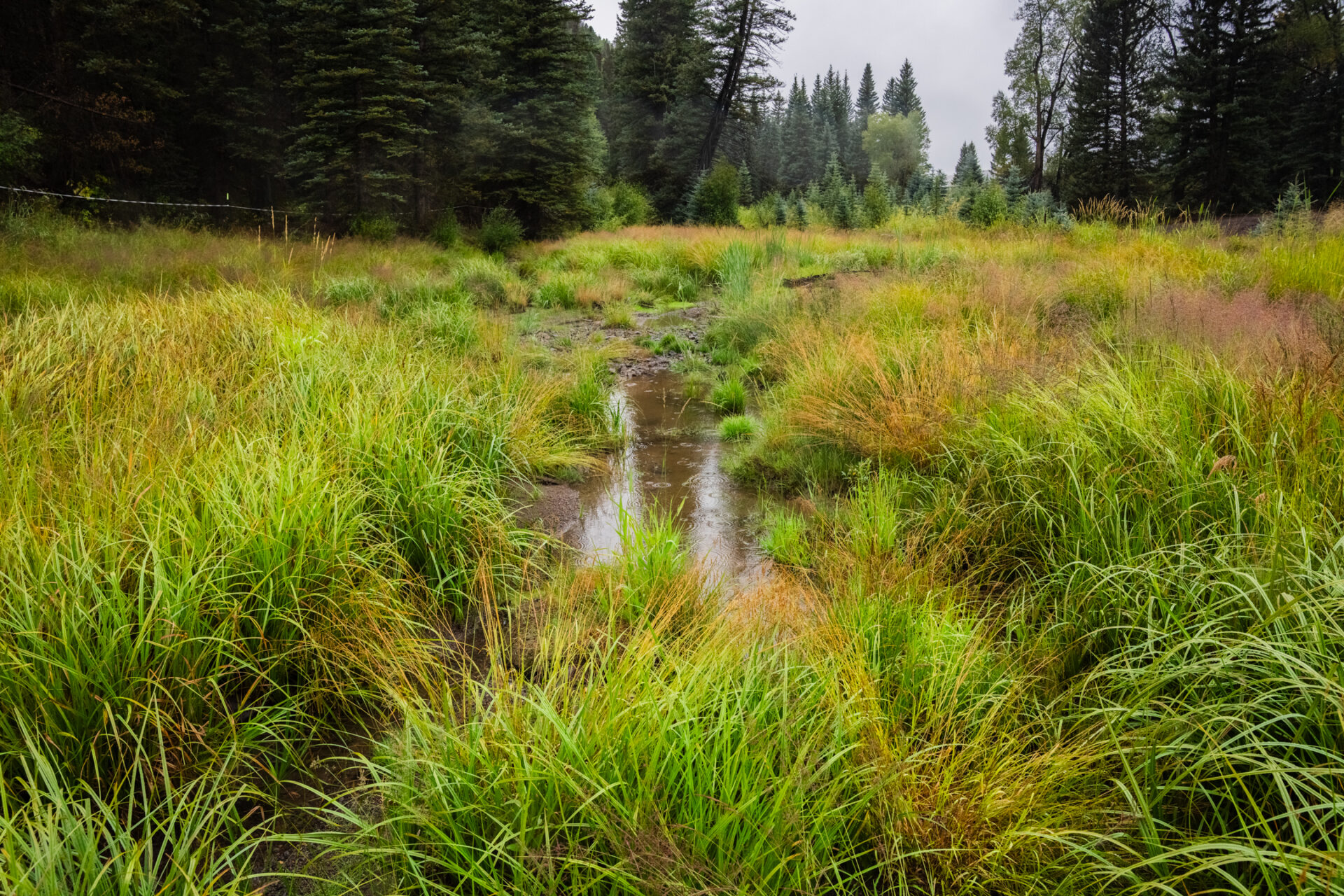The True Cast - Small Water: Where It All Begins… - Trout Unlimited
